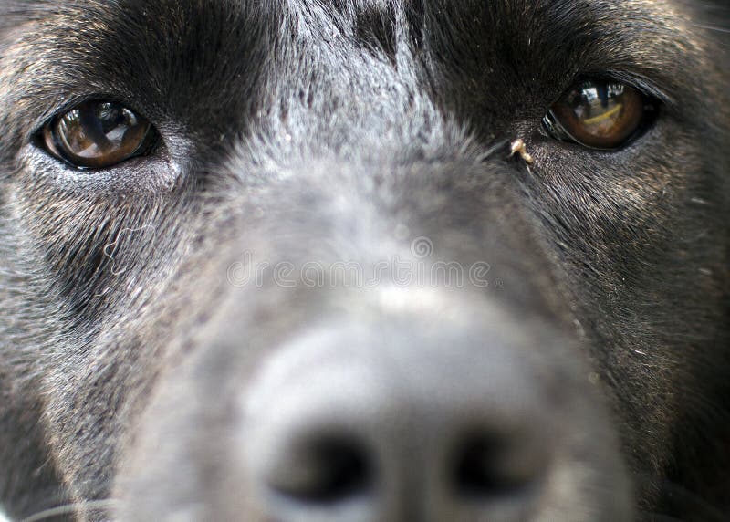 Yeux de chien noir photo stock. Image du texture, animal - 30985276