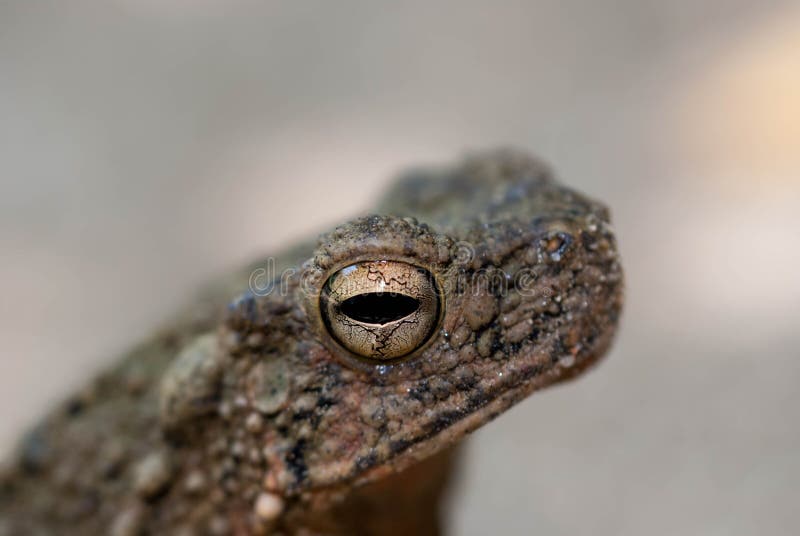 Les yeux du crapaud photo stock. Image du oeil, visage - 13908270