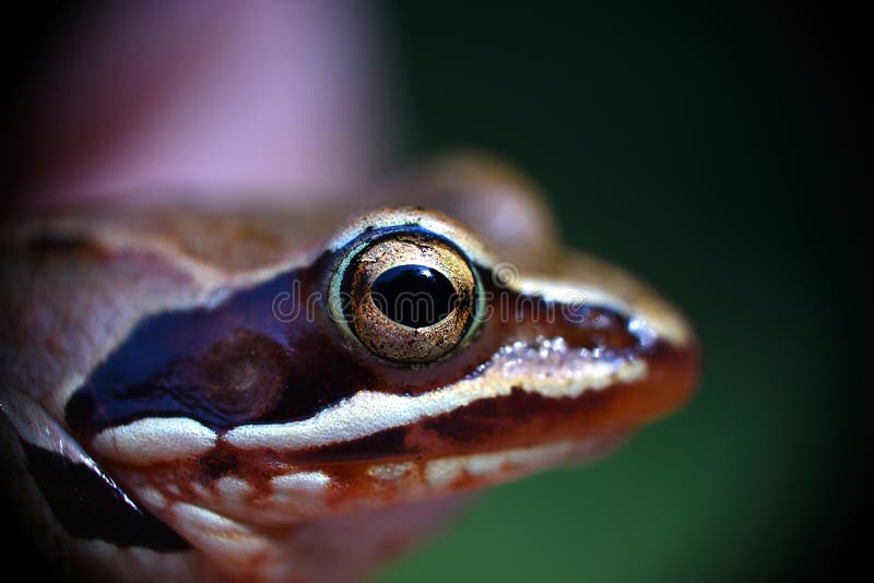 Yeux de grenouille image stock. Image of orientation - 93405747