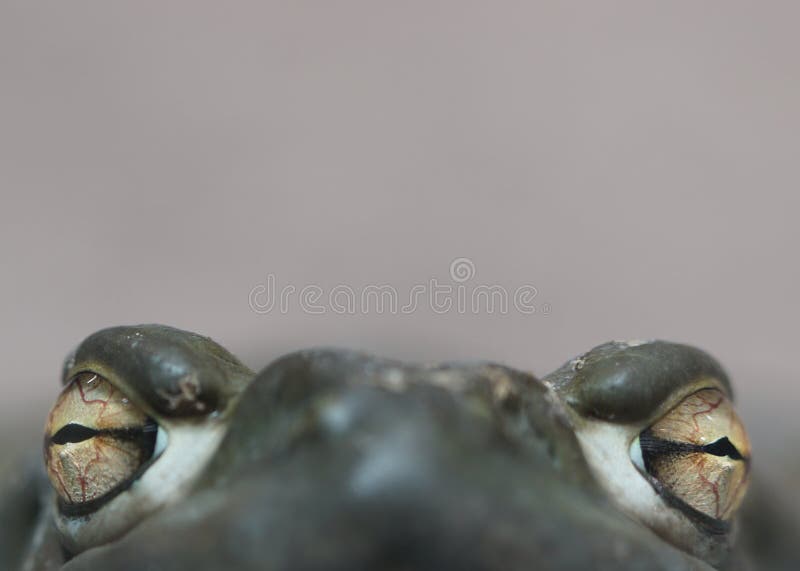 Yeux Intenses De Grenouille Photo stock - Image du grenouille, suisse ...