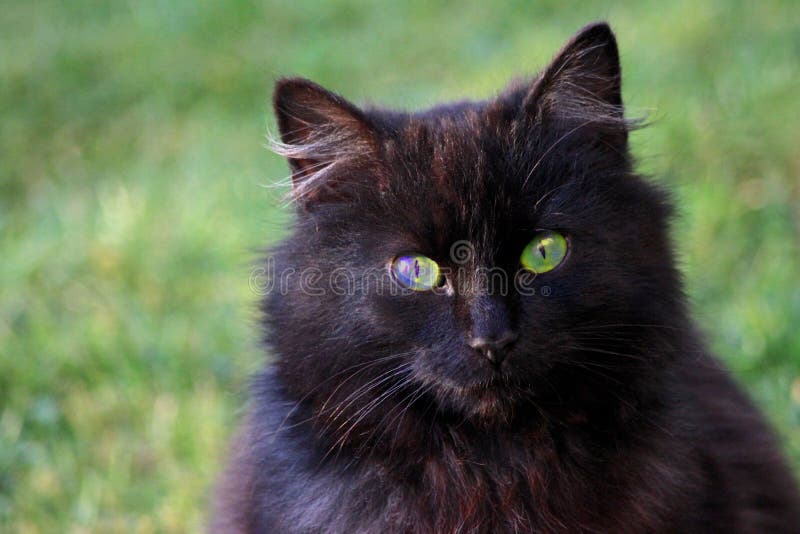 Yeux verts de chat sauvage image stock. Image du chaton - 53015415