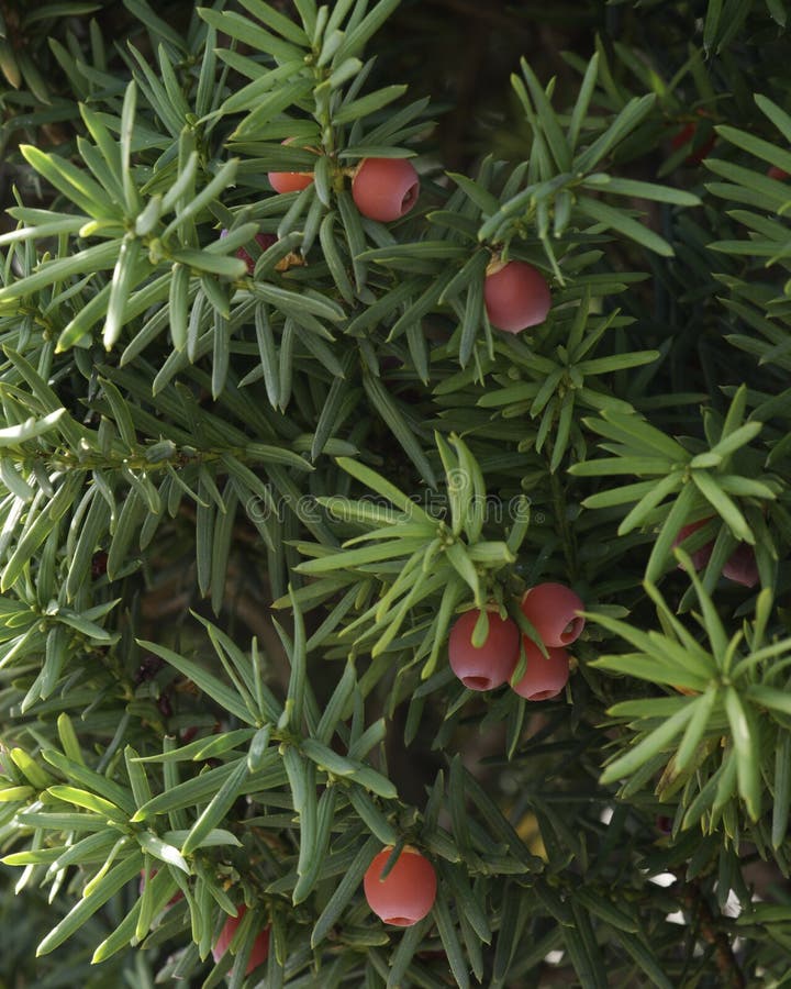 Yew berries stock image. Image of herbal, poison, wild - 49777125