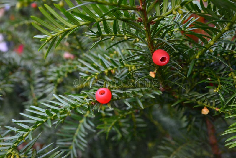 Yew berry with red berry stock image. Image of december - 186011743
