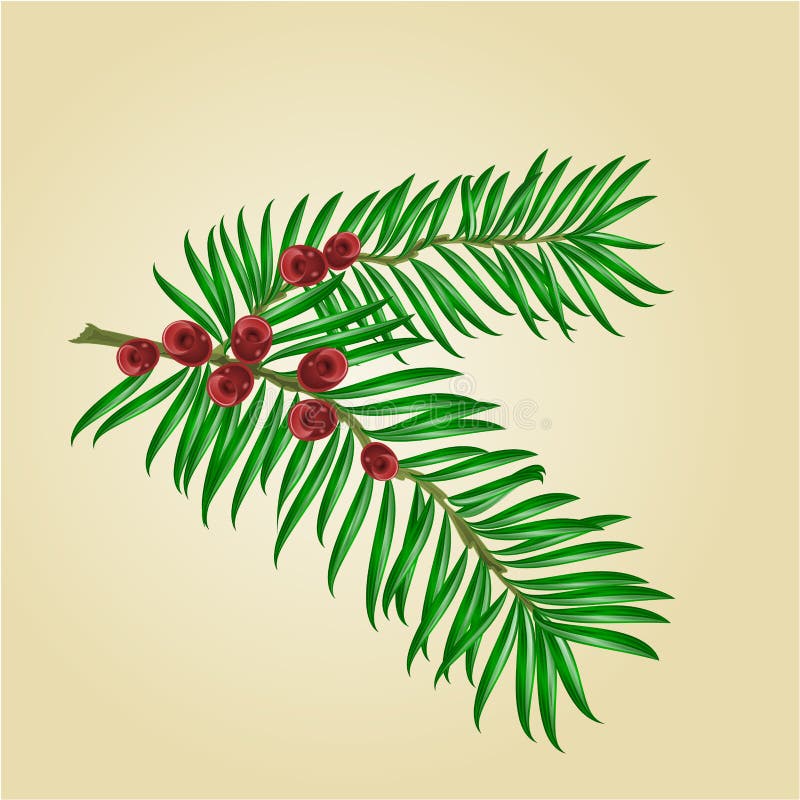 Yew tree. Vector stock vector. Illustration of woods - 20002753