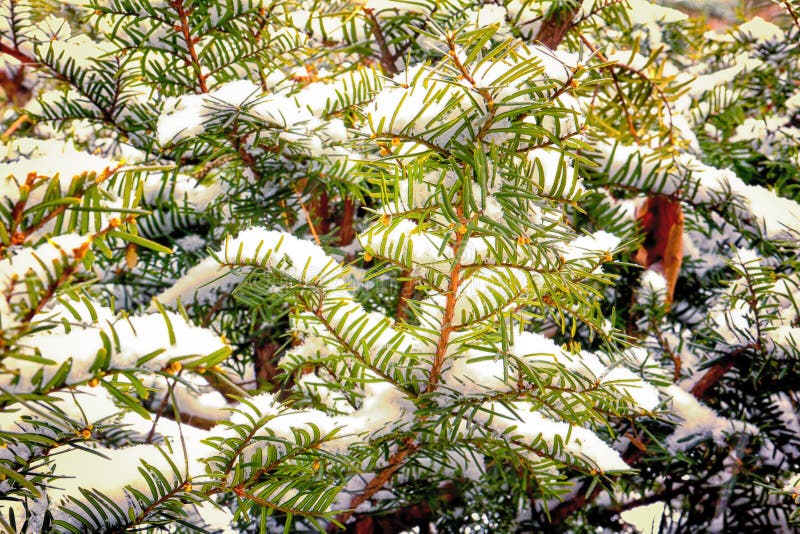 Yew Branches in the Winter Snow Stock Photo - Image of wood, cloud ...