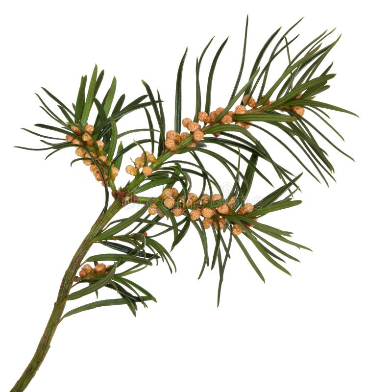 Yew Leaf Sprig stock photo. Image of flora, remedy, leaves - 16582516