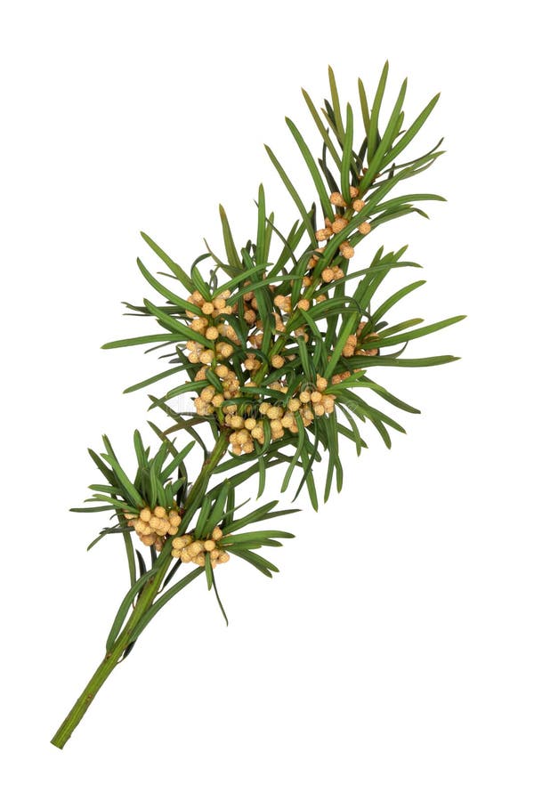 Yew Leaf Sprig stock image. Image of plant, white, flora - 16956175