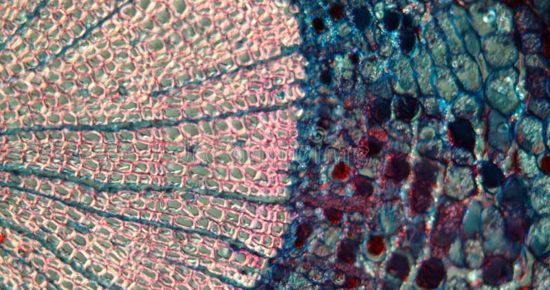 Yew root in cross section stock footage. Video of research - 205343664