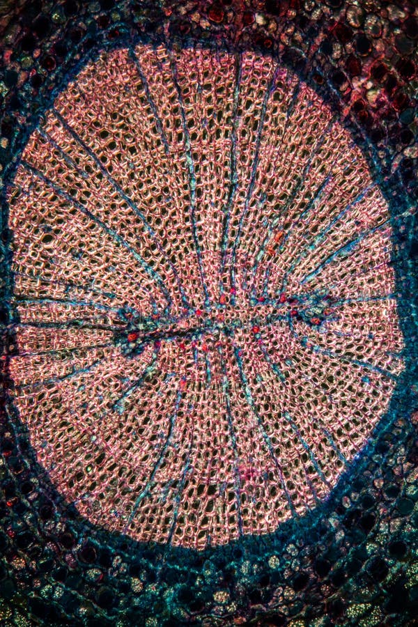 Yew root stock image. Image of histology, propagation - 196752387