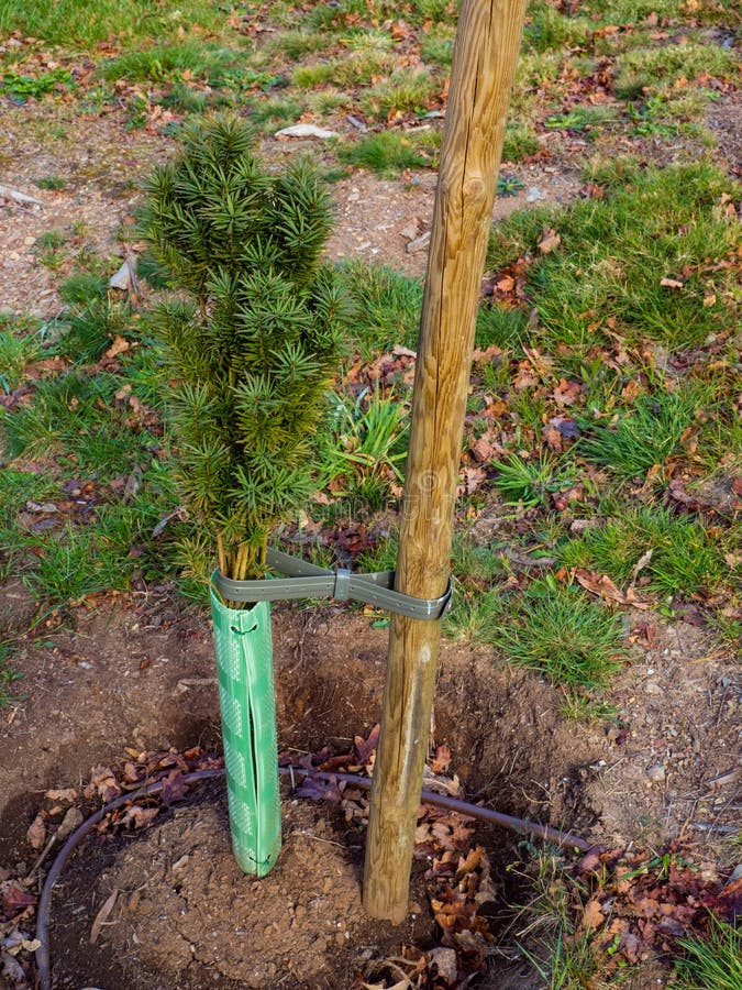 Yew in Forest in Process of Reforesting Stock Photo - Image of ...
