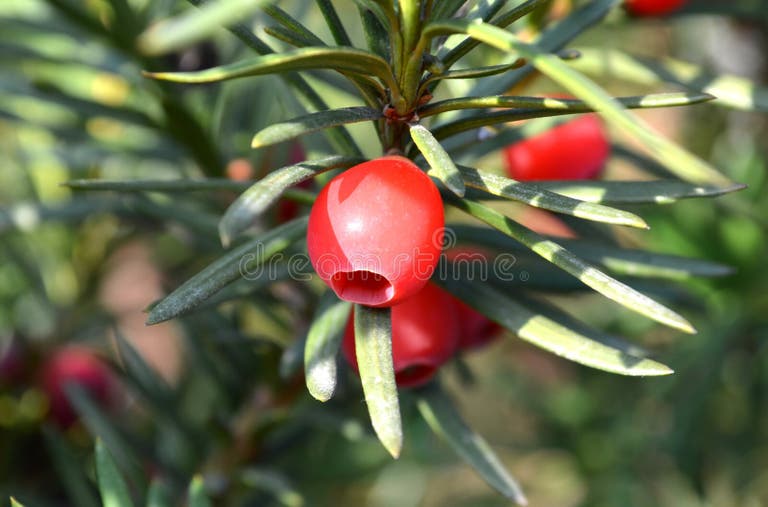 1,187 Red Poisonous Seeds Stock Photos - Free & Royalty-Free Stock ...