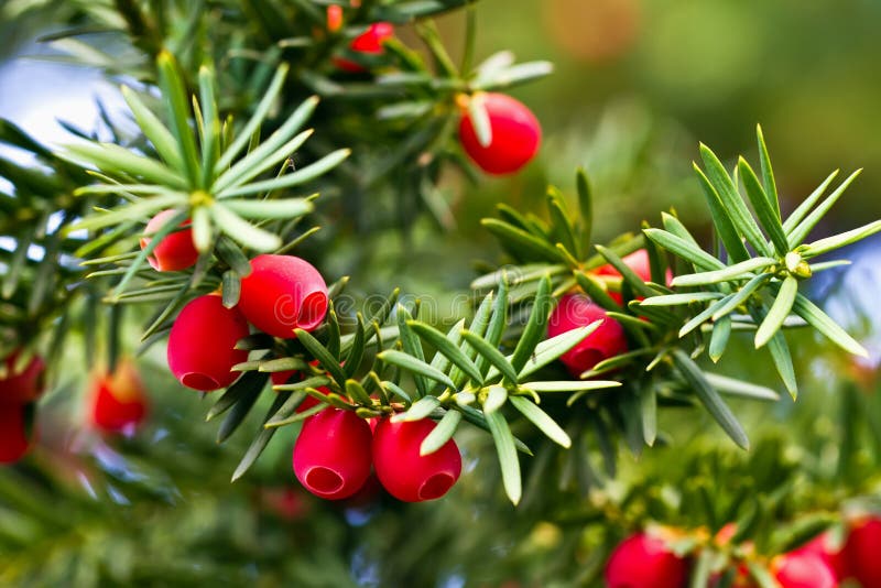 Yew tree stock image. Image of garden, colour, birds - 24361085