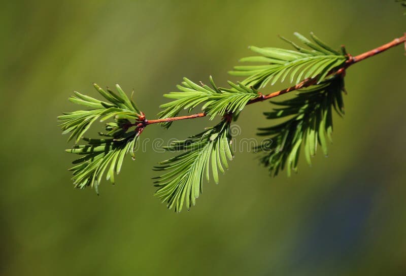 Yew tree branch stock photo. Image of garden, leaves - 28667916