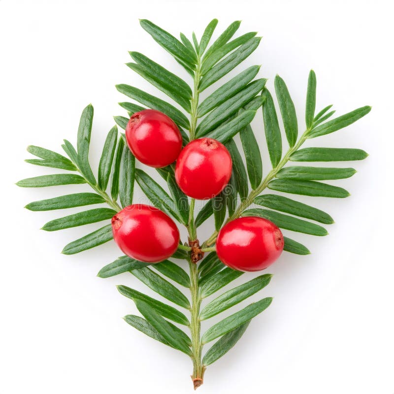 Yew Tree Branch Displaying Bright Red Berries, Sharp Focus Revealing ...