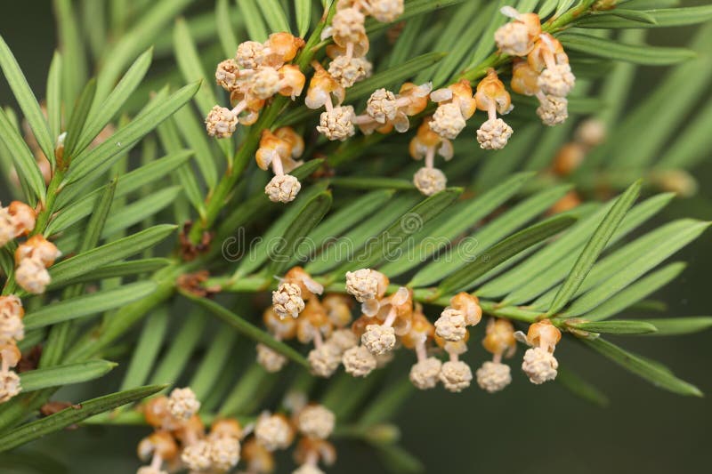Yew Tree Branch with Spring Flowers in the Garden Stock Image - Image ...