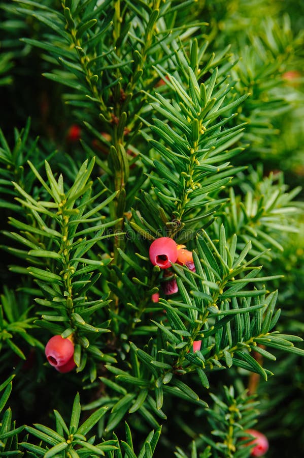 Yew Tree Branches with Red Berries Stock Image - Image of leaf, closeup ...