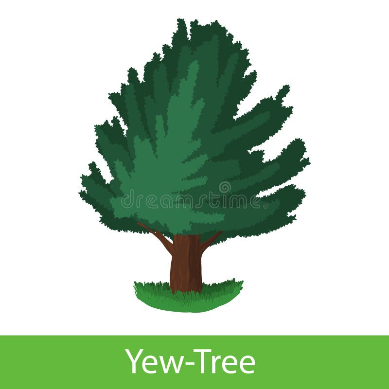 Yew Tree Stock Illustrations – 409 Yew Tree Stock Illustrations ...