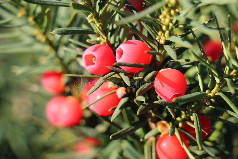 Yew tree fruits stock photo. Image of autumn, poison - 65082592