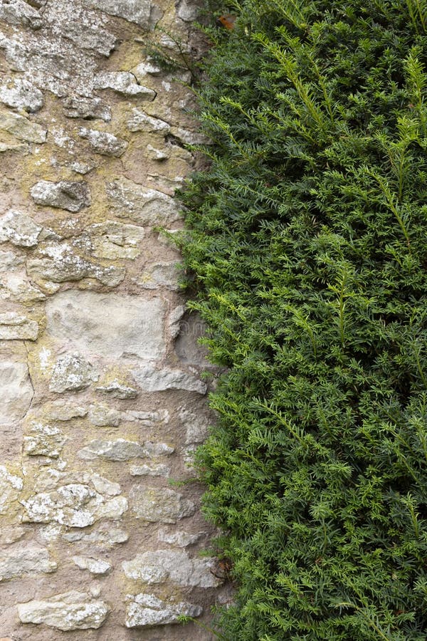 Yew Tree Growing Against a Stone Wall Stock Photo - Image of leaf ...