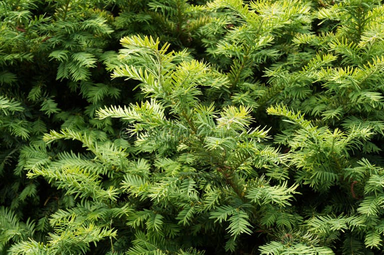 Yew Tree. Growing Branches with Green Needles. Stock Image - Image of ...