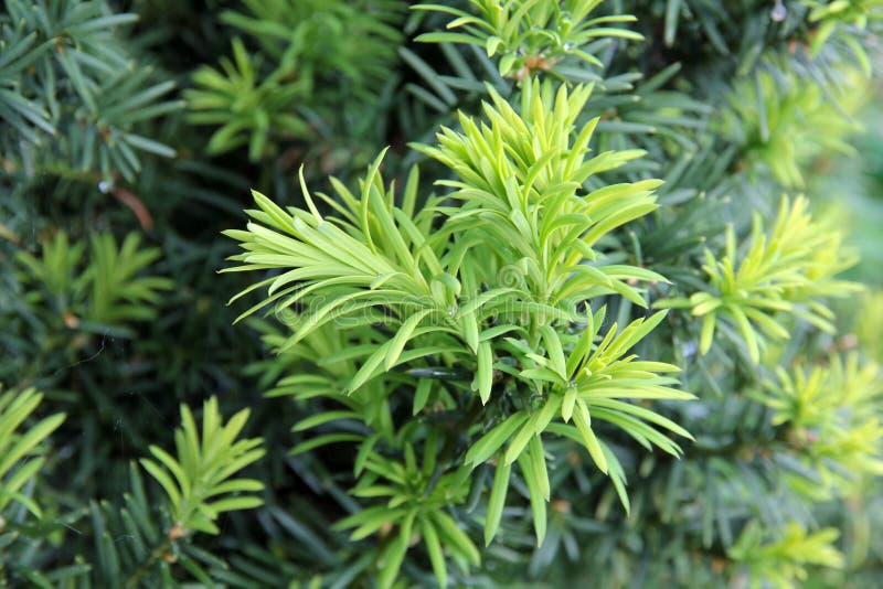 1,199 Needles Yew Stock Photos - Free & Royalty-Free Stock Photos from ...