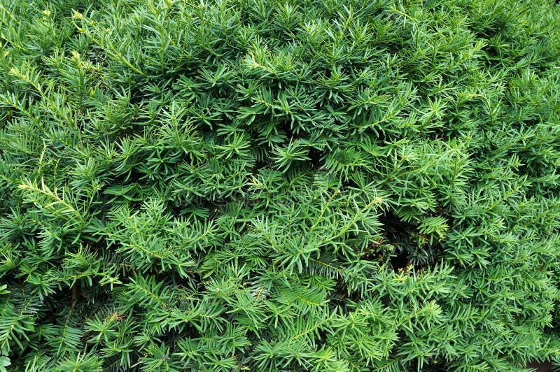 Yew Tree. Growing Branches with Young Green Needles Stock Photo - Image ...