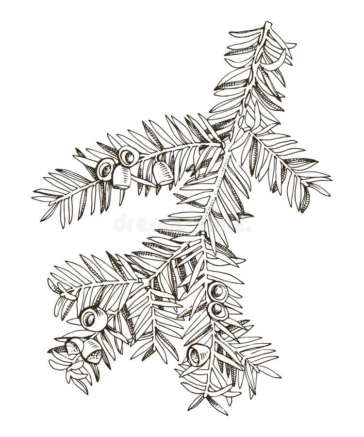 Yew Tree Branch Hand Drawn Vector Stock Vector - Illustration of plant ...