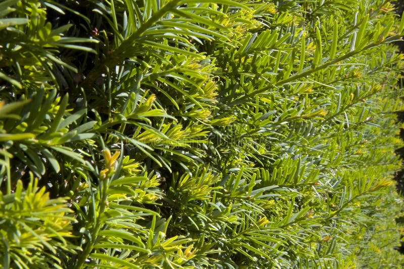 Yew Bush Close Up Background Stock Image - Image of detailed, growing ...