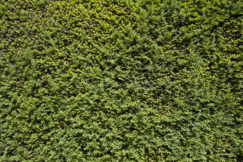 Yew Tree Hedge stock photo. Image of copy, decoration - 46282108