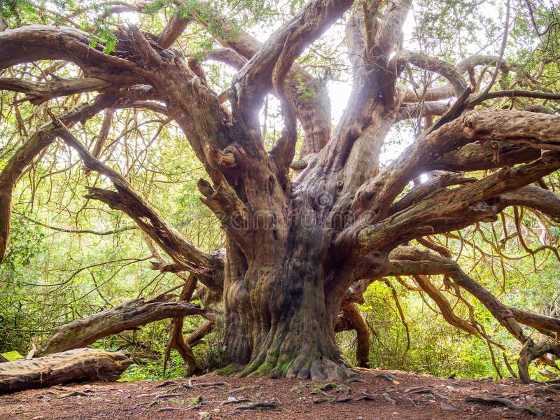 Yew Tree at Kingley Vale stock image. Image of grove - 289066633