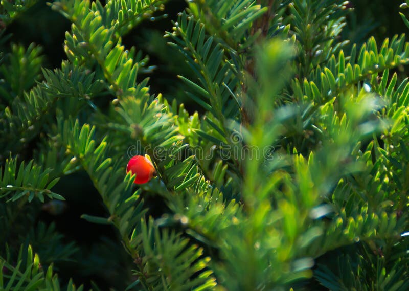 Yew tree with red fruits stock photo. Image of garden - 79862402