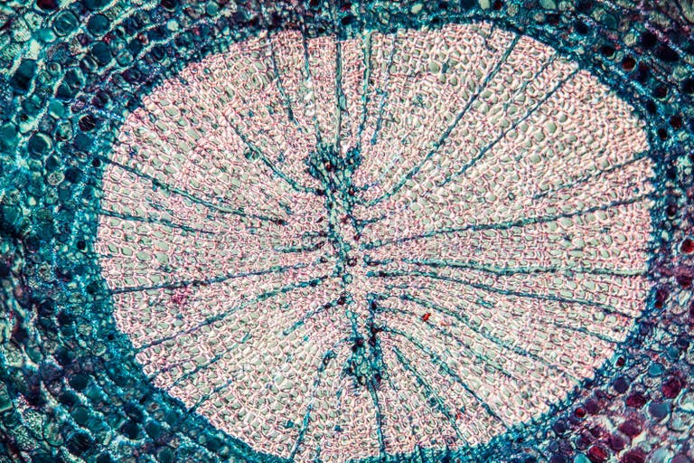 Yew tree with root stock photo. Image of microscopy - 196740488