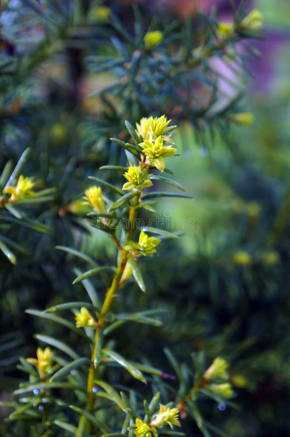 Yew Tree (Taxus Cuspidata). Growing Branches. Selective Focus Stock ...
