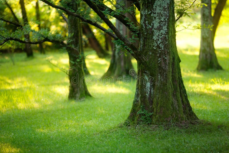 Yews wood stock image. Image of fresh, moss, shadow, greenery - 23802395