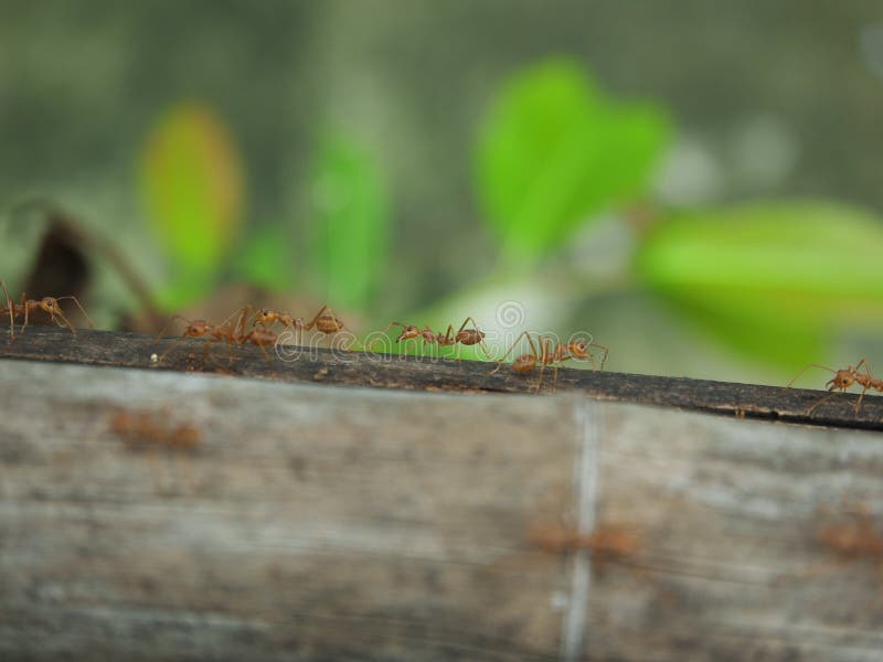 Ants way stock image. Image of bamboo, camera, digital - 126230363
