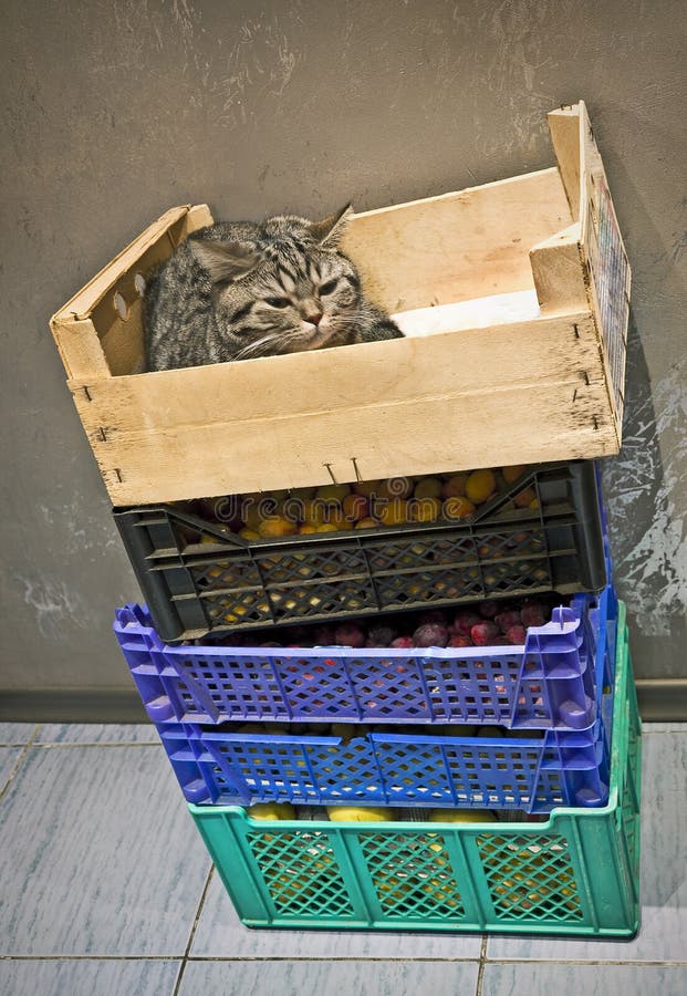 Cats stock photo. Image of downy, animal, apples, brindled - 175586716