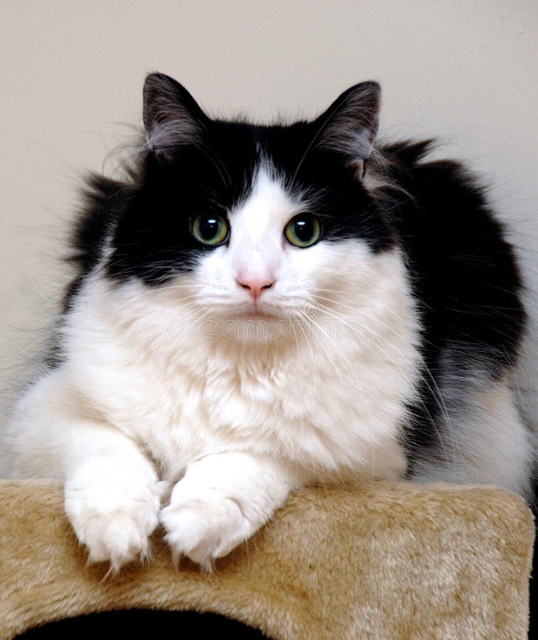 Catdominium Stock Photos - Free & Royalty-Free Stock Photos from Dreamstime