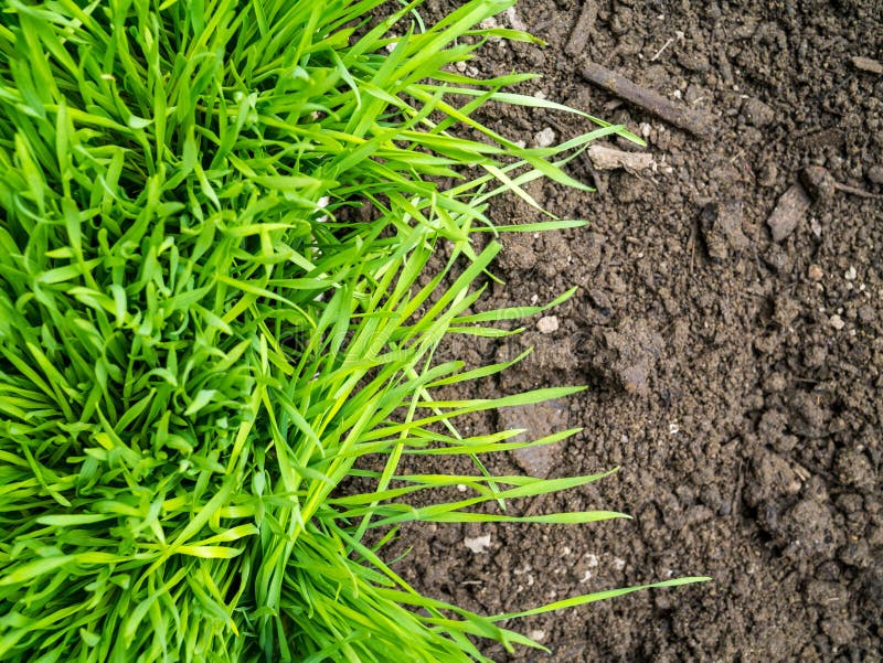 Yin Und Yang - Gras Und Erde Stockfoto - Bild von masse, halb: 24159538