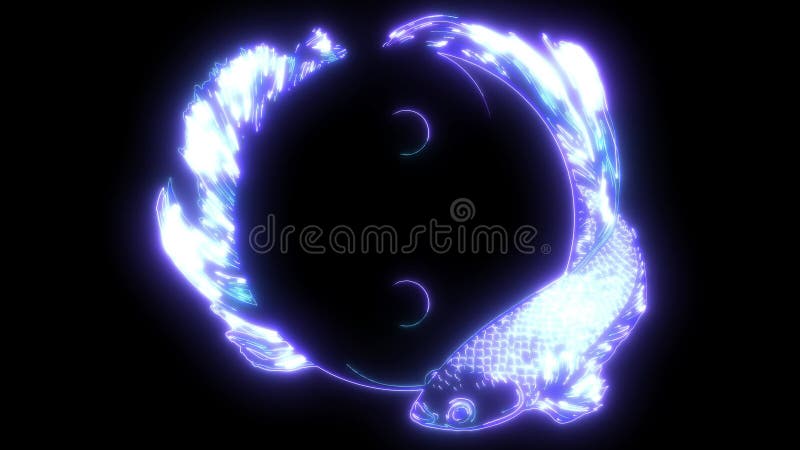 Yin Yang Betta Splendens Fish Stock Video - Video of carp, style: 317160269