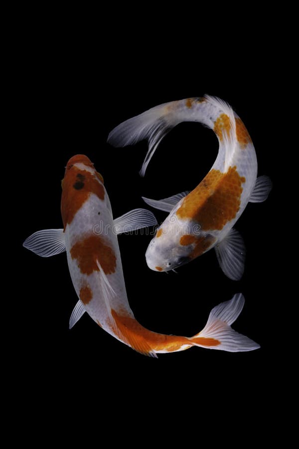 157 Yin Yang Tattoo Stock Photos - Free & Royalty-Free Stock Photos ...