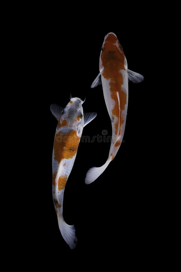 157 Yin Yang Tattoo Stock Photos - Free & Royalty-Free Stock Photos ...