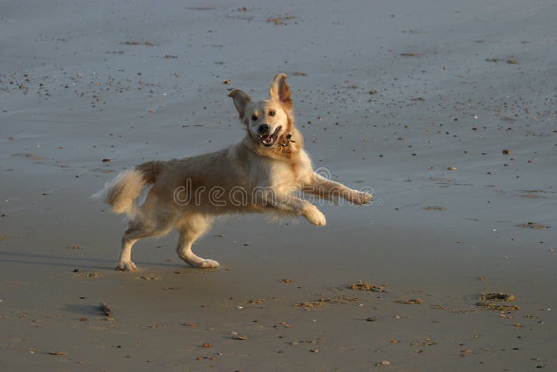 Yippee! stock photo. Image of walking, anticipating, leaping - 65252