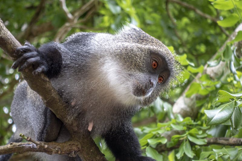 Sykes` Monkey Cercopithecus Albogularis,close-up in Forest. Zanzibar ...