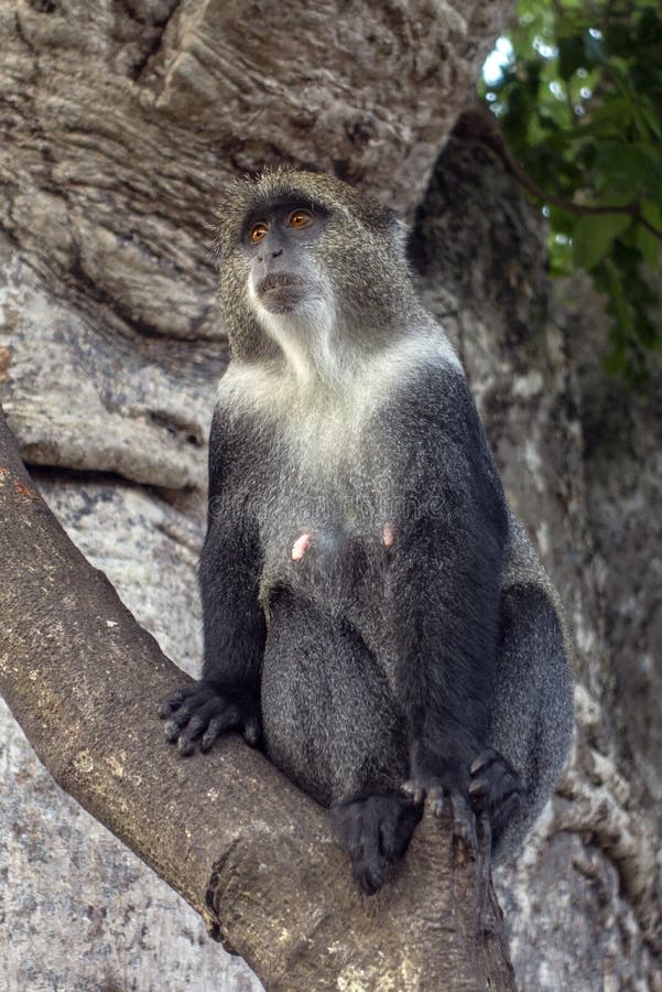 Sykes` Monkey Cercopithecus Albogularis,close-up in Forest. Zanzibar ...