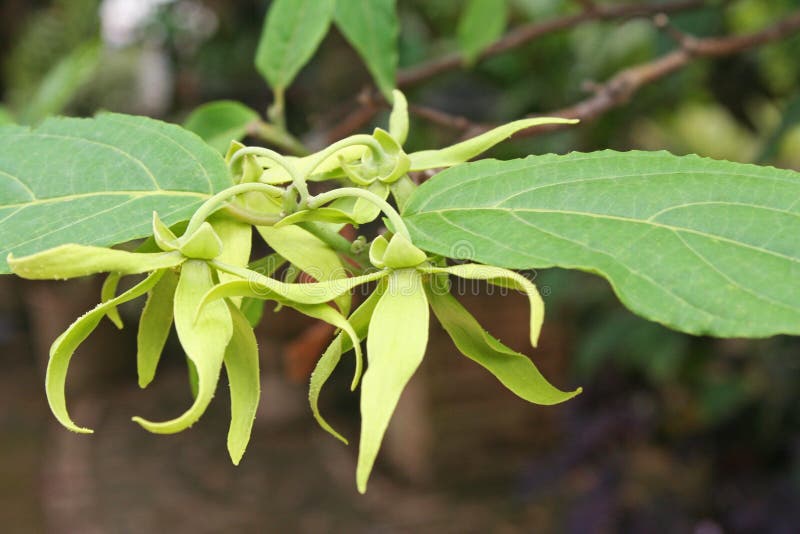 Ylang-ylang Flower , Cananga Odorata Stock Photo - Image of blooming ...