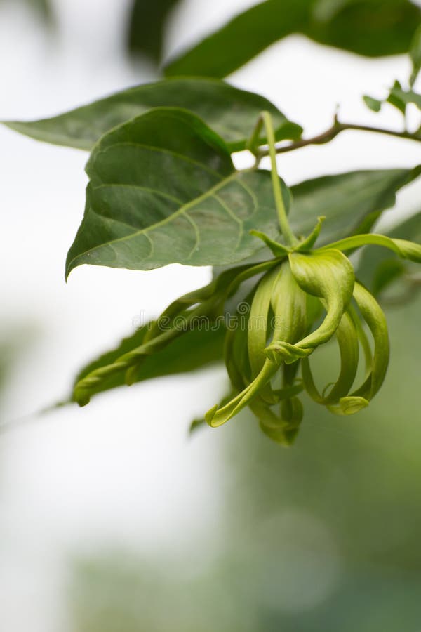 Ylang-ylang Flower, Perfume Tree, Ka Dang Nga Stock Image - Image of ...
