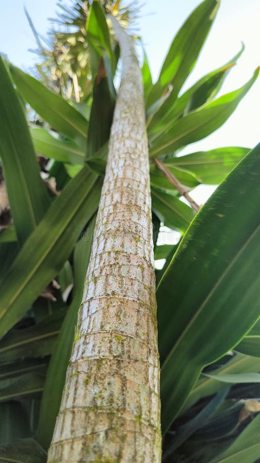 709 Tall Short Tree Stock Photos - Free & Royalty-Free Stock Photos ...