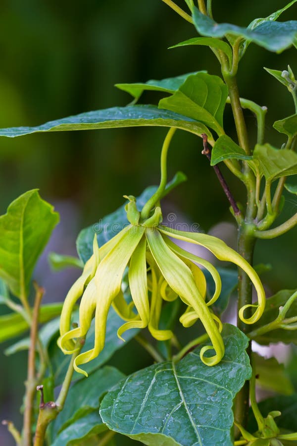 Ylang-Ylang flower stock photo. Image of plant, green - 24789480