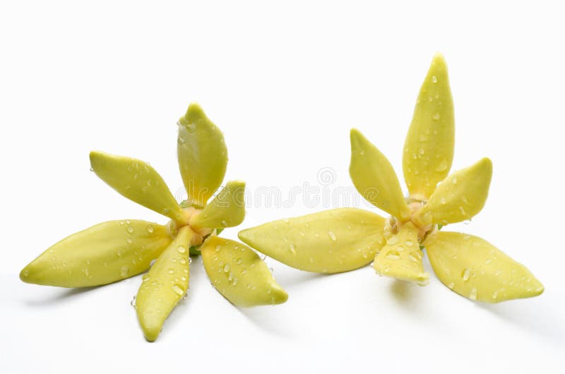 Jasmine flowers stock image. Image of decorating, soap - 25203043