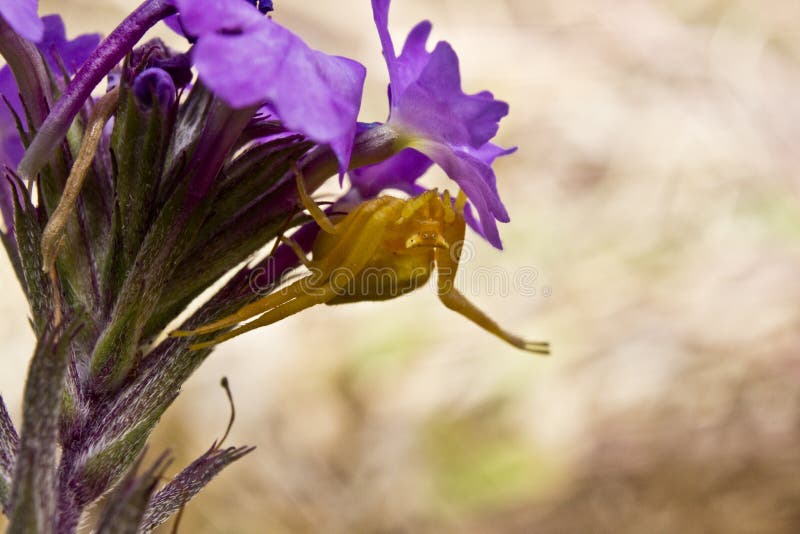 Yllow Spider Hiding Under a Flower Stock Photo - Image of insect, herb ...
